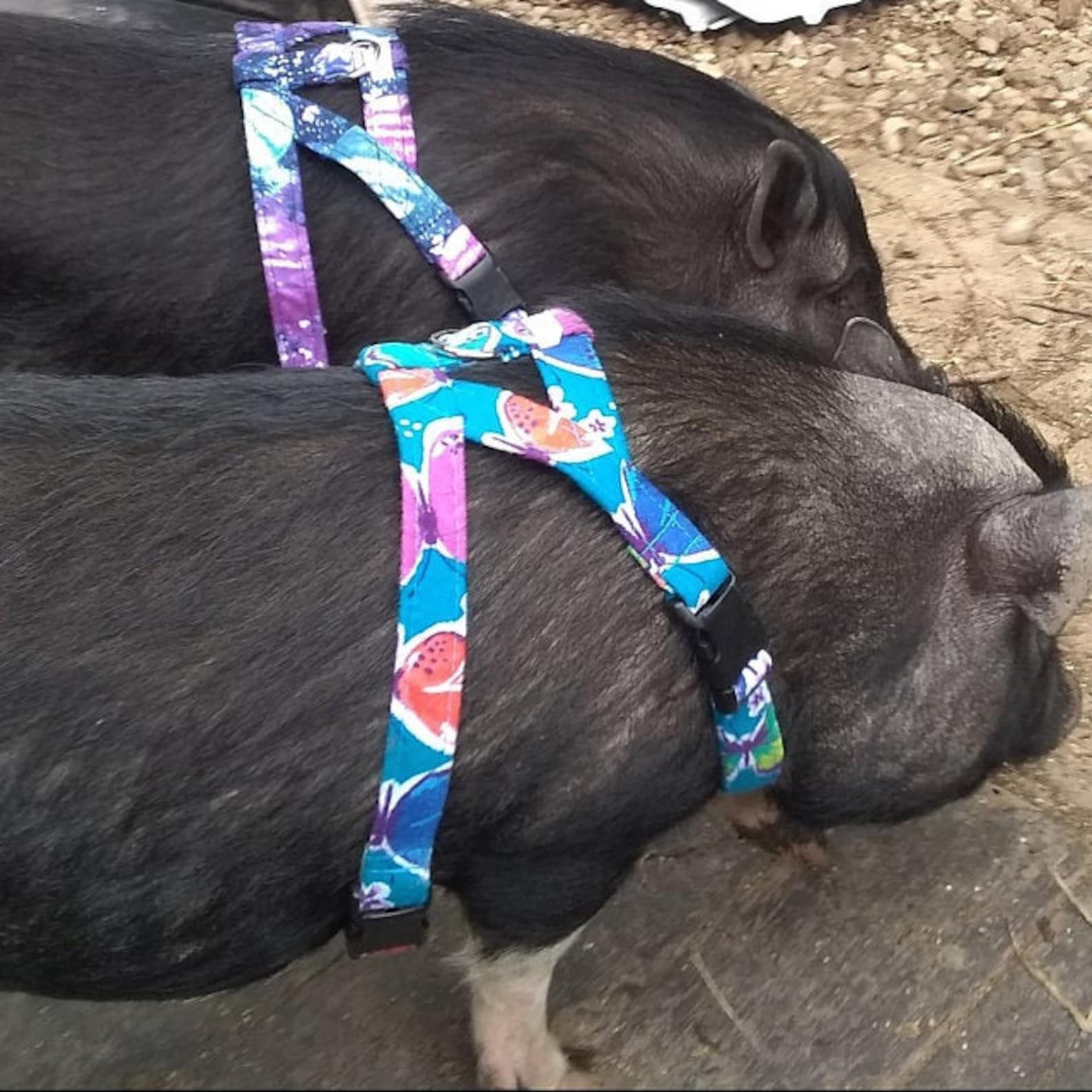 Flannel Mini Pig Harness You Choose Fabric - Etsy