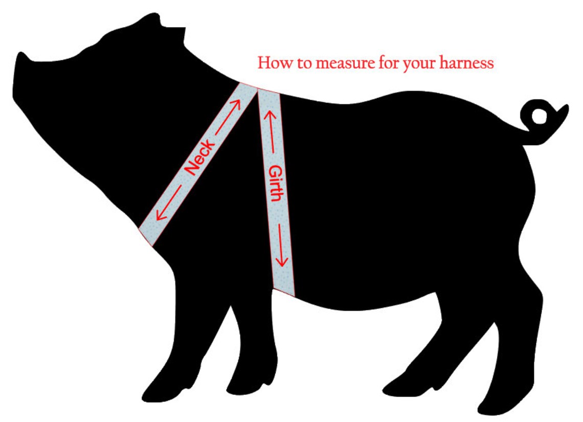 Adjustable Mini Pig Harness Blue TD - Etsy