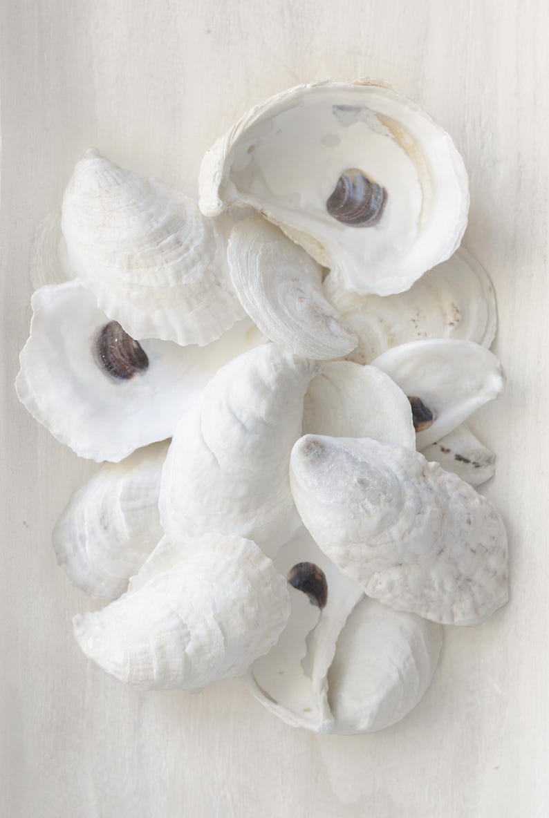 50 LARGE FLATS | Natural Oyster Shells Cleaned and Ready to Craft! - Etsy