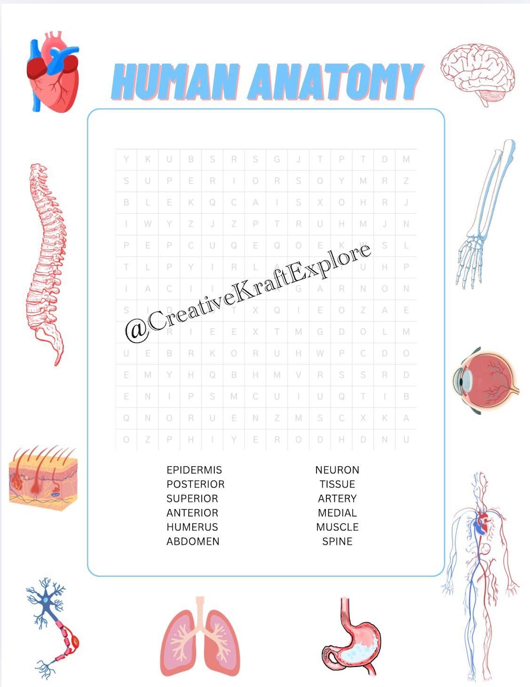 Human Anatomy Word Search Puzzle - Etsy Canada