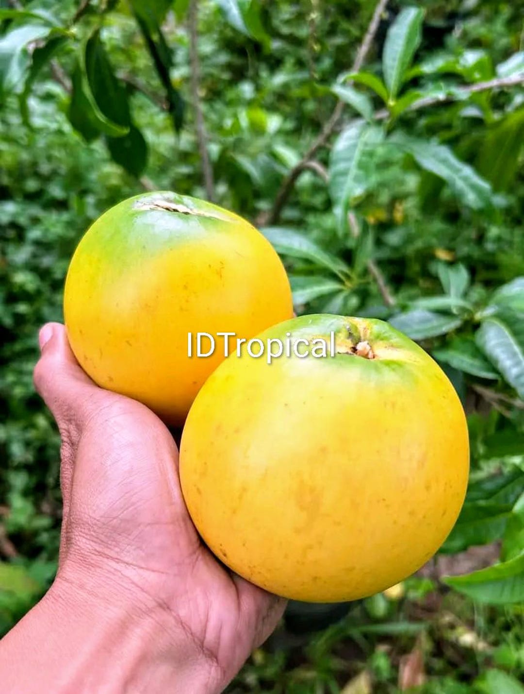 Abiu Plant 1+ (pouteria Caimito) – Grafted Tropical Exotic Fruit Tree ...