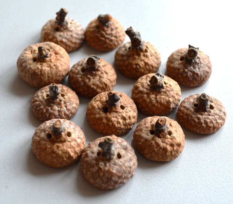 50 Acorn Caps Acorn Cap with hole acorn tops craft | Etsy