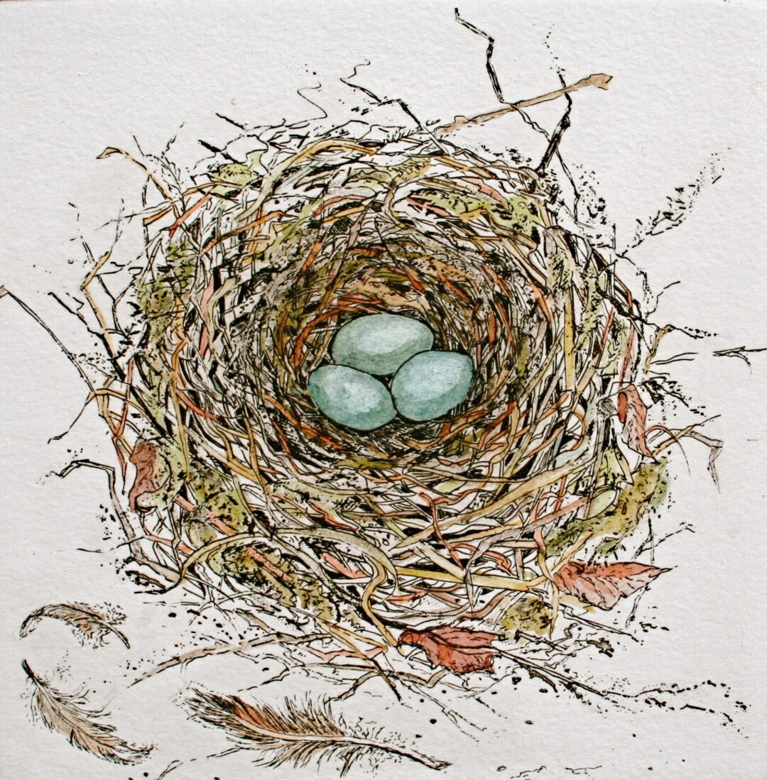Robin’s Nest , Hand Coloured Etching - Etsy