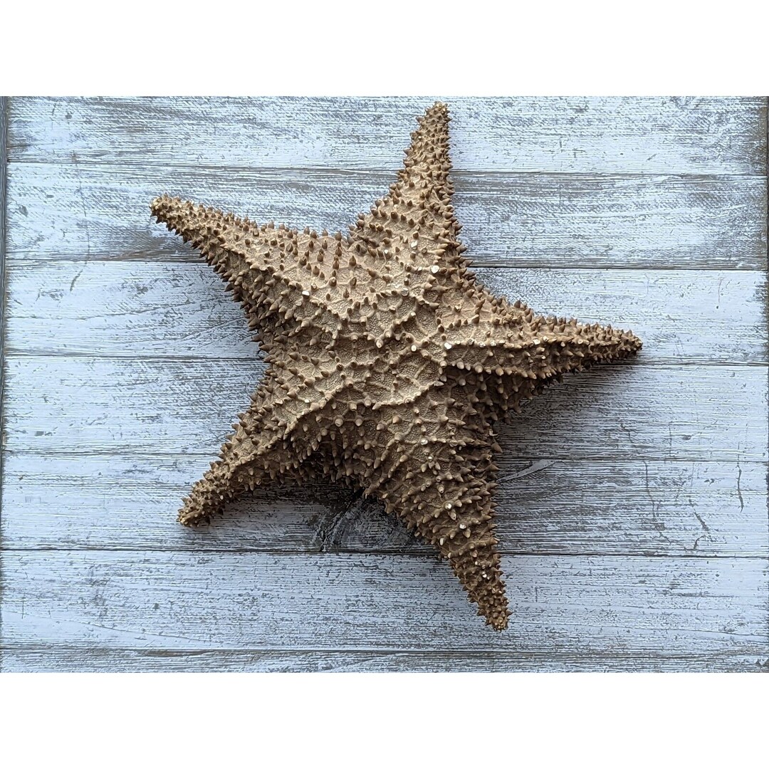 Large Rare Dried Raised Starfish 10.5 Inches Ocean Nautical Decor - Etsy