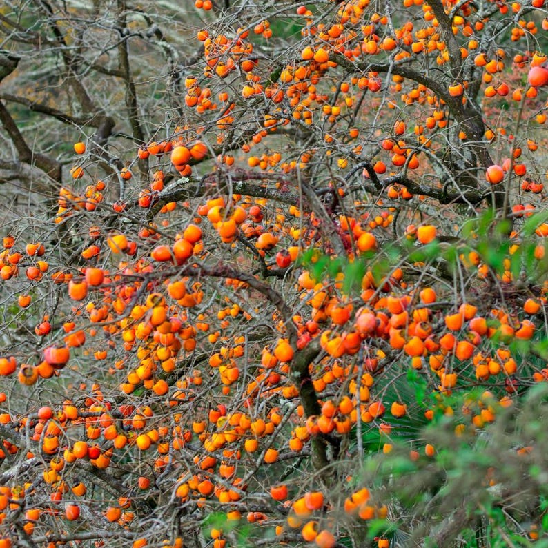 Persimmon Tree Live Plant - 6-12 Inch Tall, Quart Pot, Hardy Persimmons ...