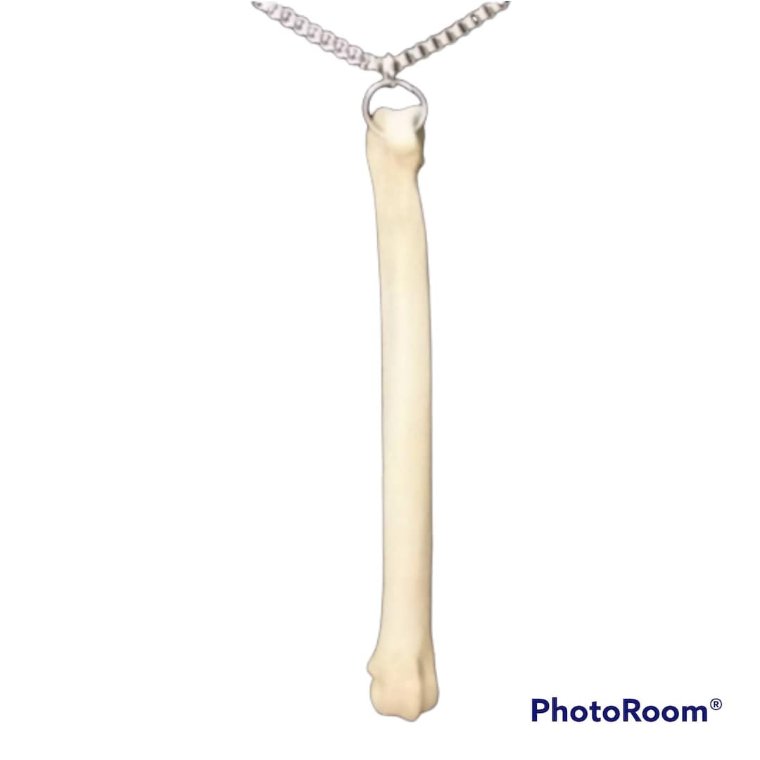 Coyote Hand Bone Metatarsus Tarsal Bone Sterling Silver Necklace - Etsy