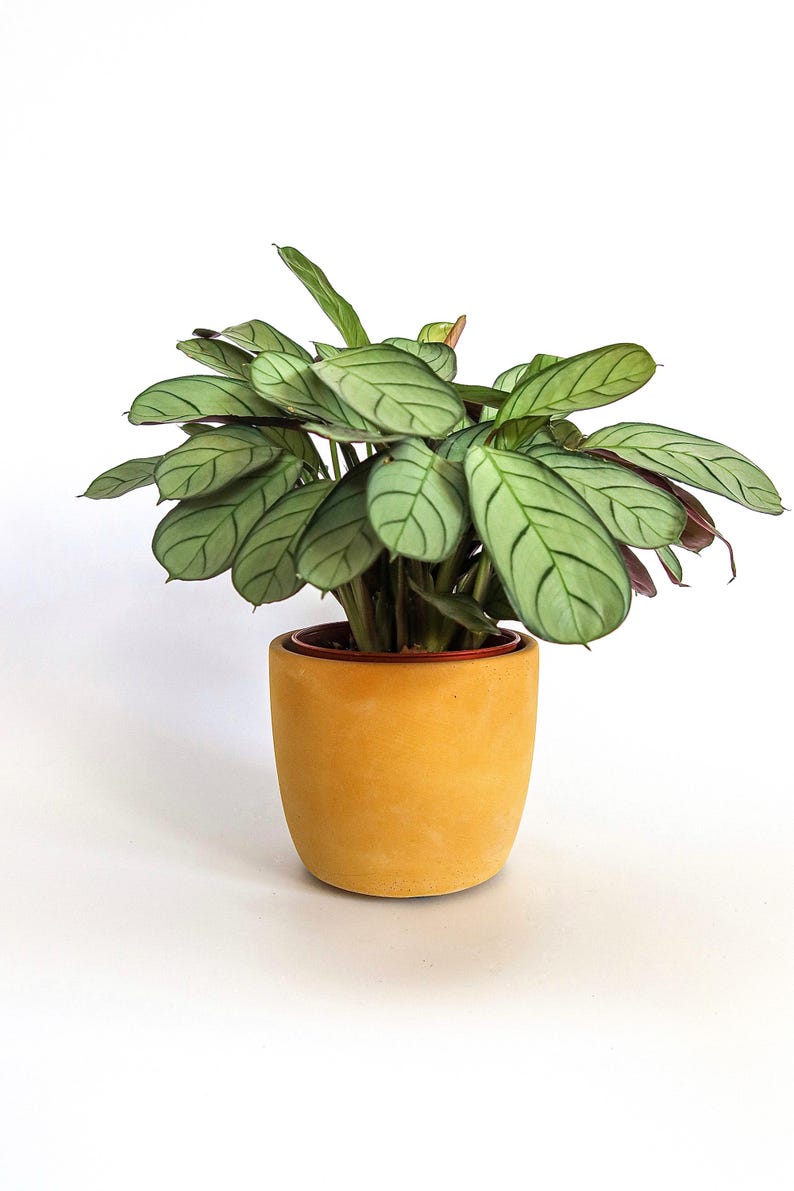 Concrete Planters/minimalistic Concrete Plant Pot/concrete Plant Pot ...
