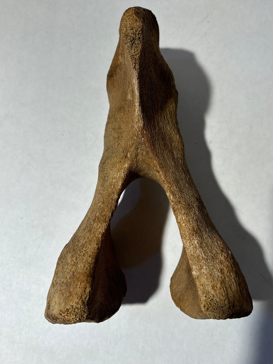 Original Prehistoric Dinosaur Bone - Etsy