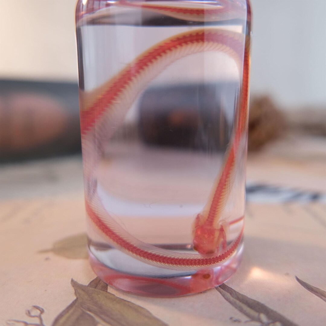 Single-colored Preserved Snake Specimen, Real Reptile Display Taxidermy ...