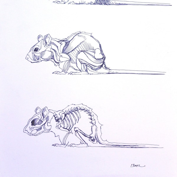 Rat Skeleton - Etsy