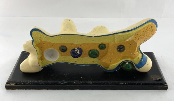 Vintage Mueller-Ward hand-painted teaching model biology | Etsy
