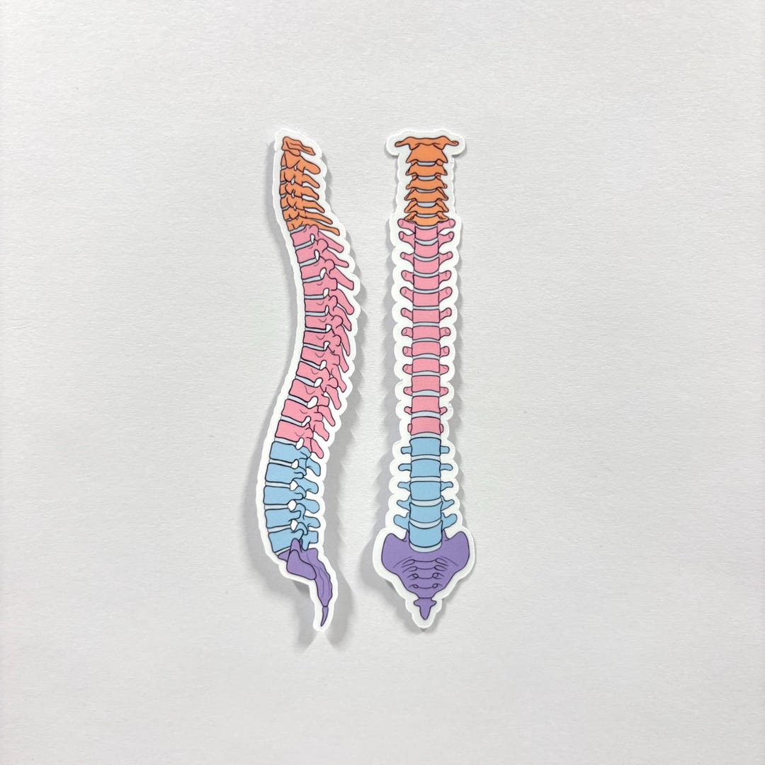 2pc Spine Anatomy Sticker Set, AP and Lateral Views, Medical Gift - Etsy