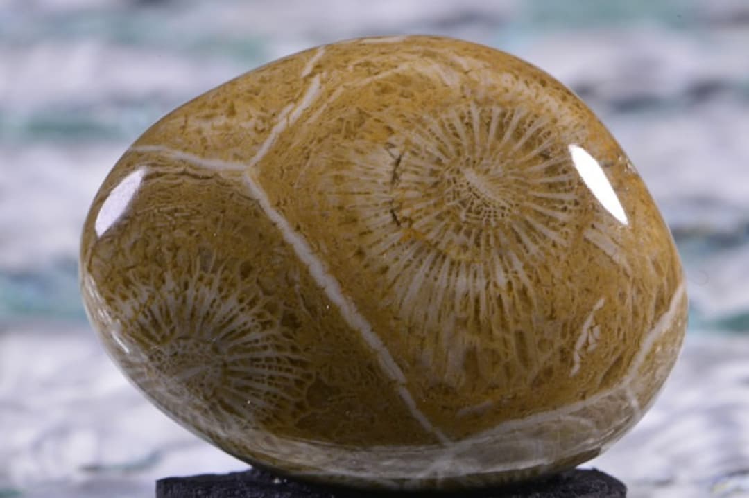 Fossil Coral 28x21.4x6.1mm Natural Gemstones Cabochons Coral Fossil ...