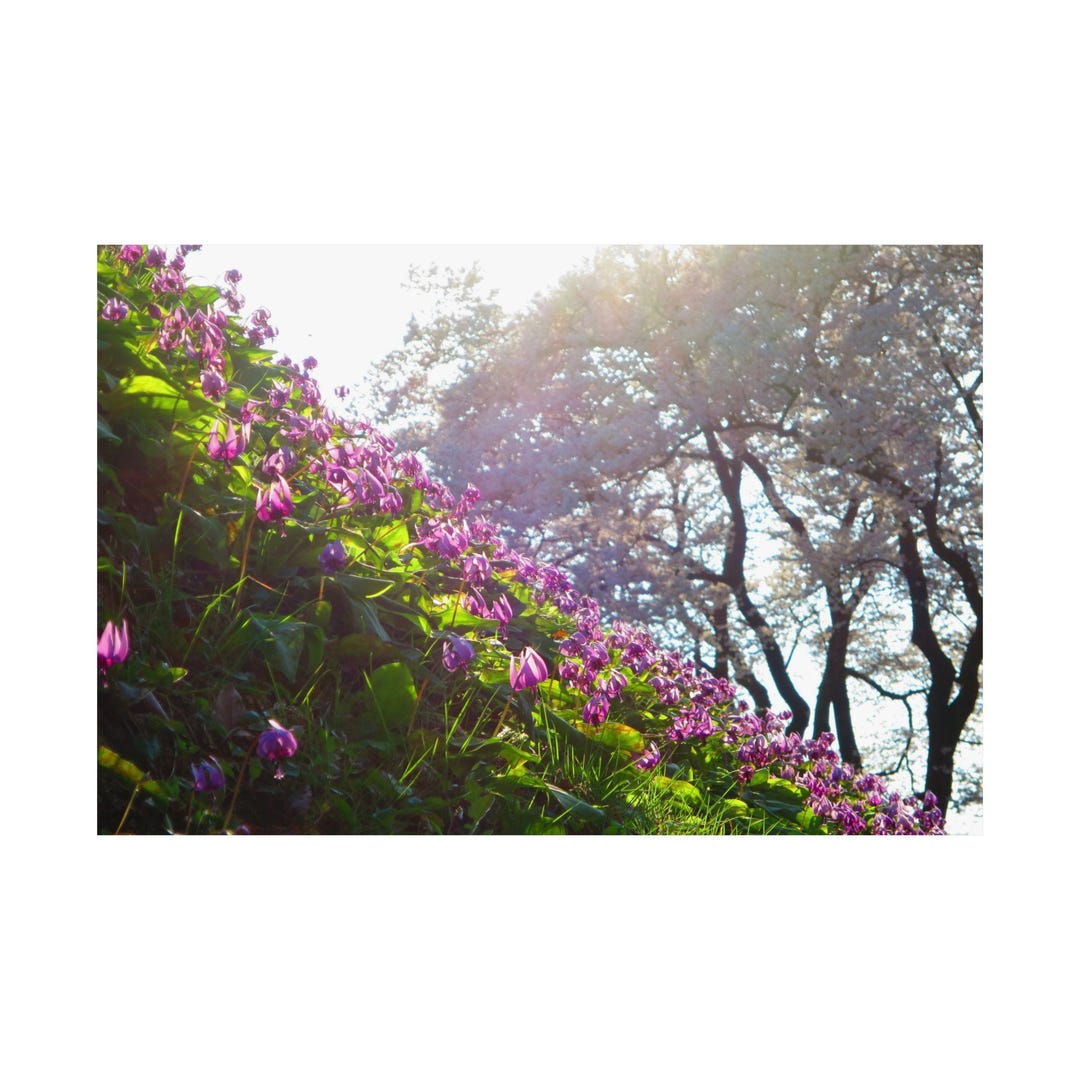 Cherry Blossom and Katakuri Floral Matte Horizontal Posters | Japan ...