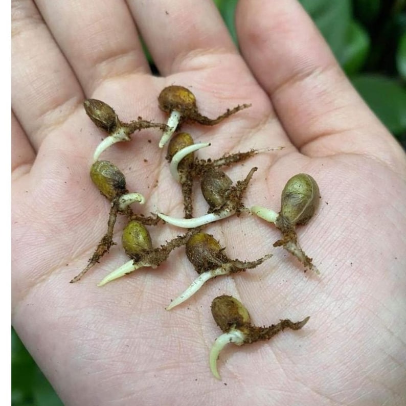 10 Pcs Monstera Albo Variegata Seeds - Fresh Harvest From Variegated ...