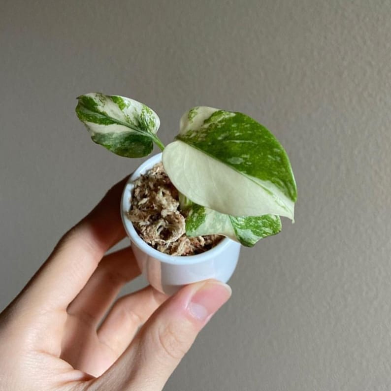 10 Pcs Monstera Albo Variegata Seeds - Fresh Harvest From Variegated ...