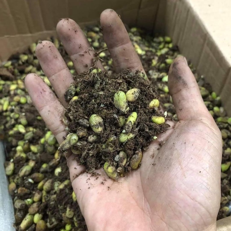 10 Pcs Monstera Albo Variegata Seeds - Fresh Harvest From Variegated ...