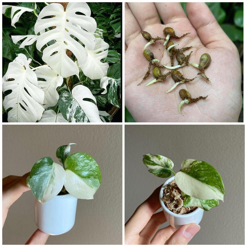 10 Pcs Monstera Albo Variegata Seeds - Fresh Harvest From Variegated ...