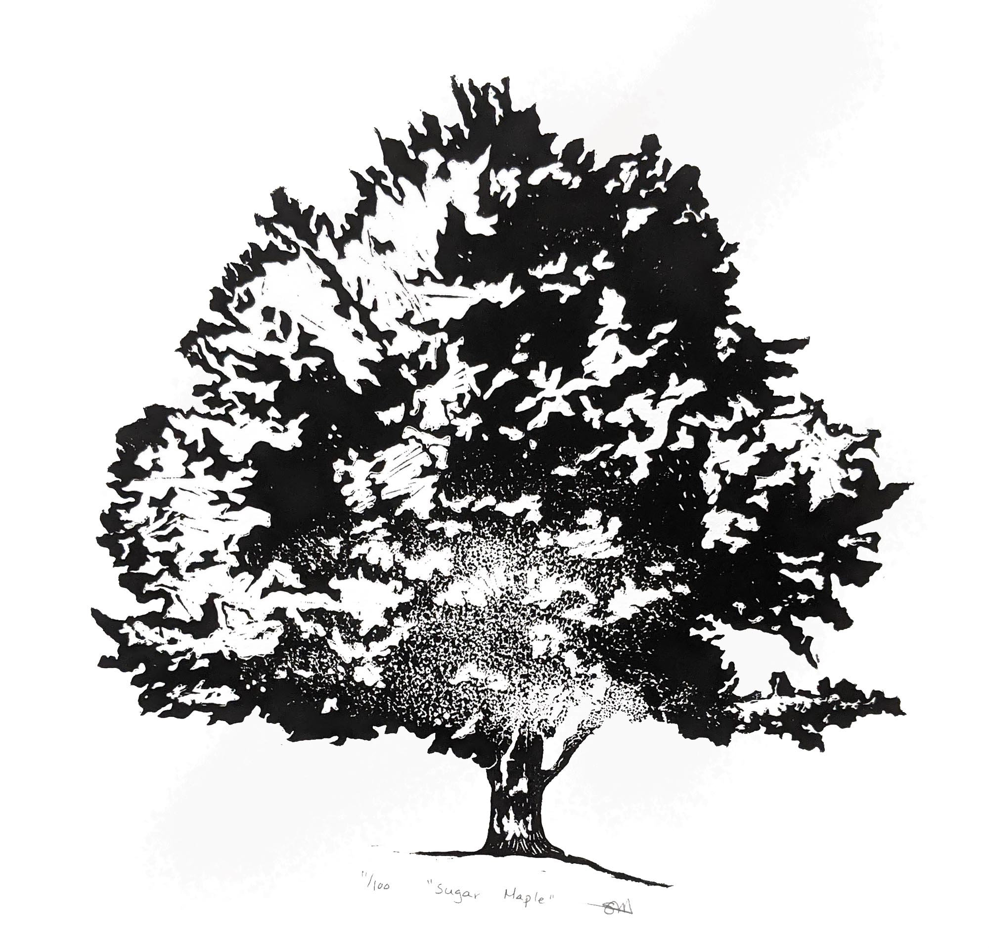 Sugar Maple Tree Silhouette