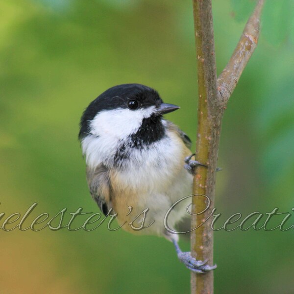 Nature Photography - Etsy