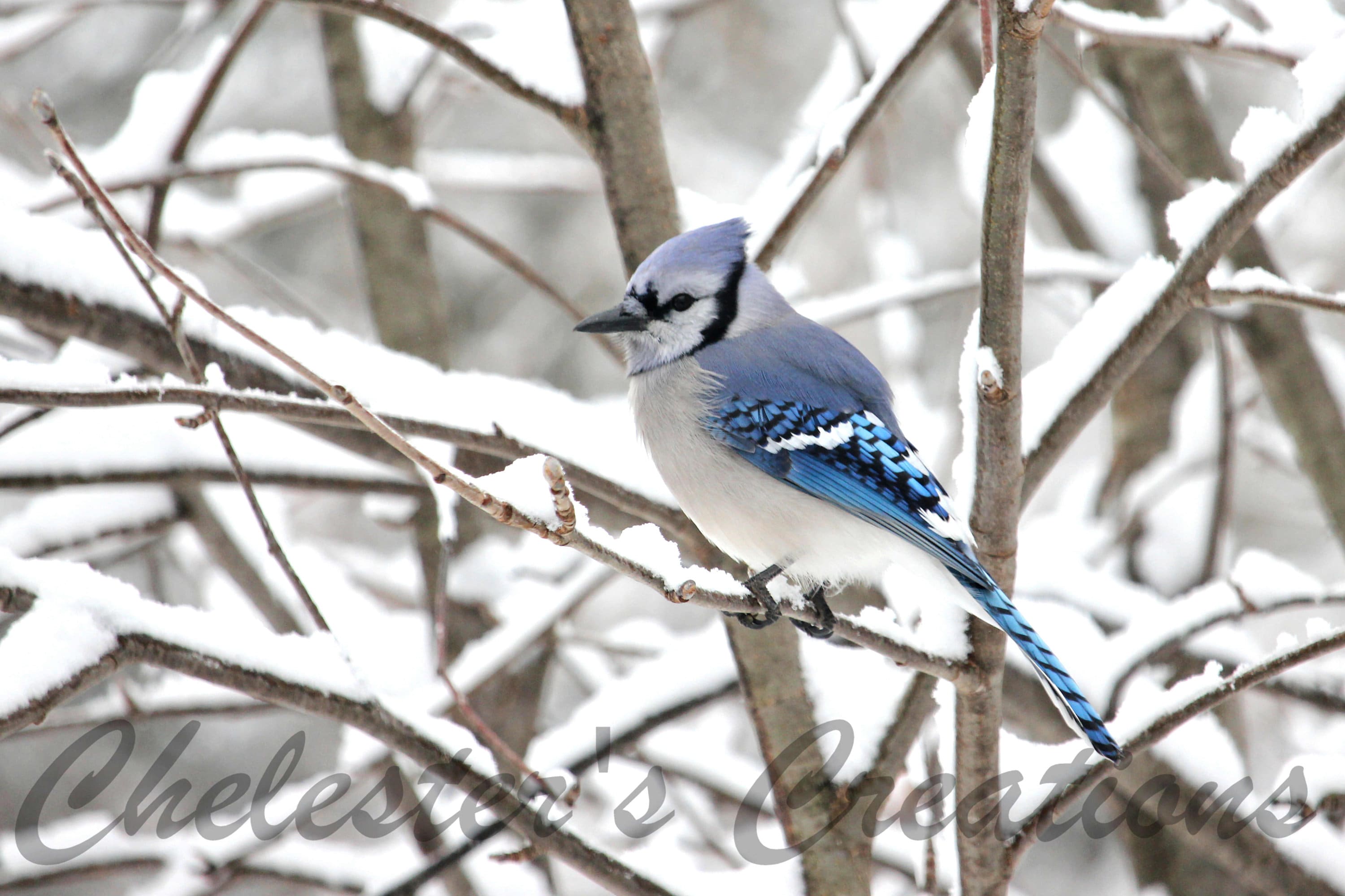 Blue Jay Bird In Snow