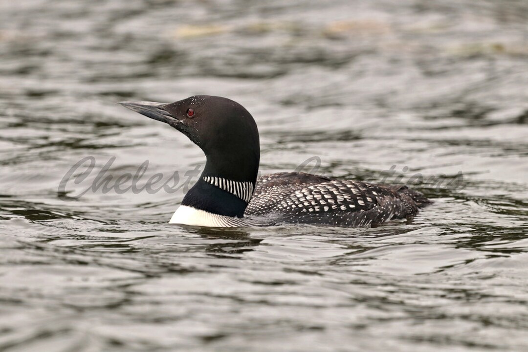 Common Loon Photograph: Michigan Wildlife Art (digital Download) - Etsy