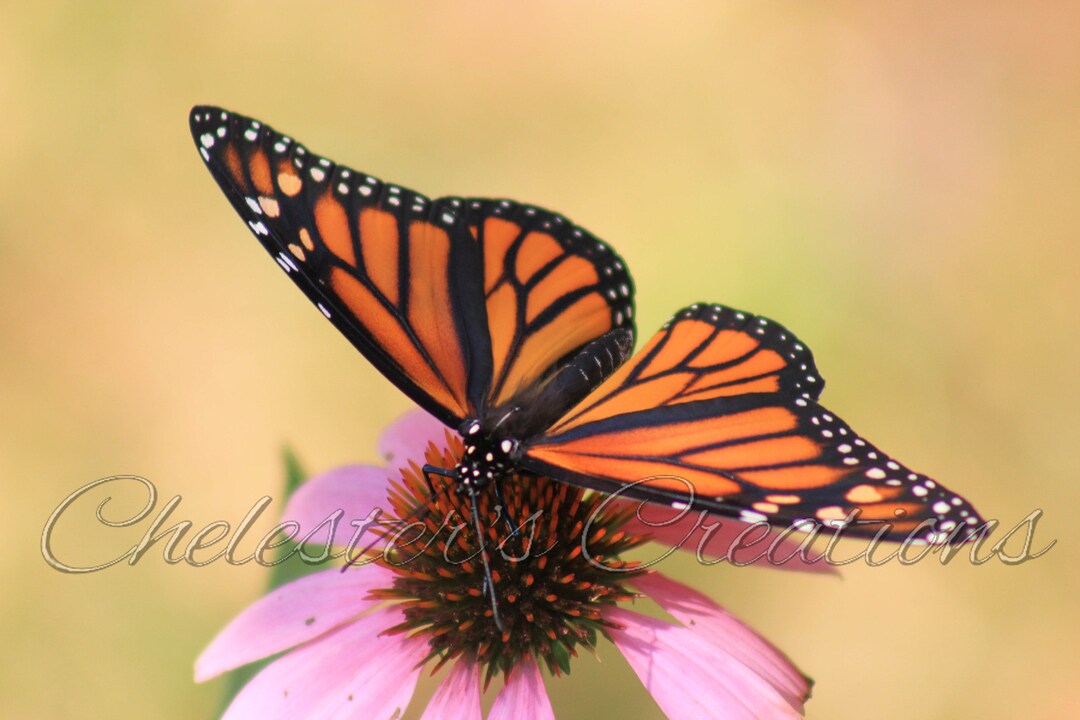 Monarch Butterfly II Digital Download, Butterfly Photography, Nature ...