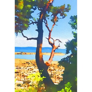 Arbutus and Pacific. Arbutus Art, Madrona Trees Art, Arbutus Trees ...