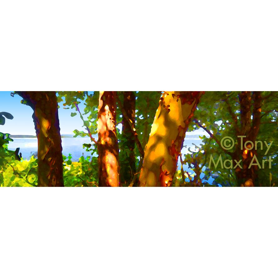 Arbutus and Pacific. Arbutus Art, Madrona Trees Art, Arbutus Trees ...