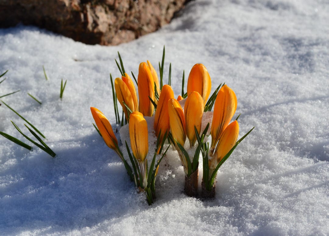 Yellow Crocuses in Snow Digital Photo Print: Flower Nature Photography ...