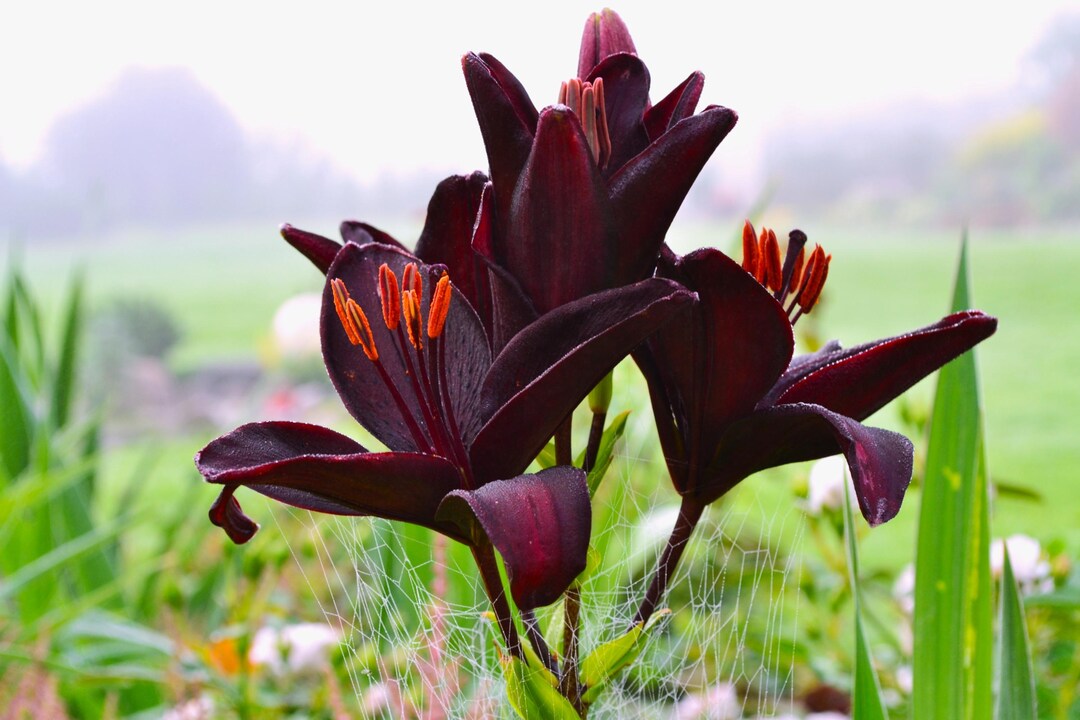Gothic Black Lily Photo Print With Spiderwebs Flower Art Nature ...