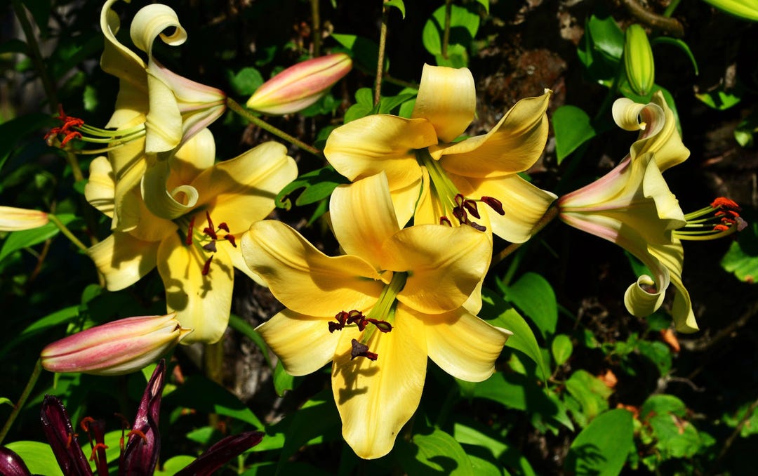 Warm Yellow Like Sun Lily Digital Photo Print: Flower Nature ...