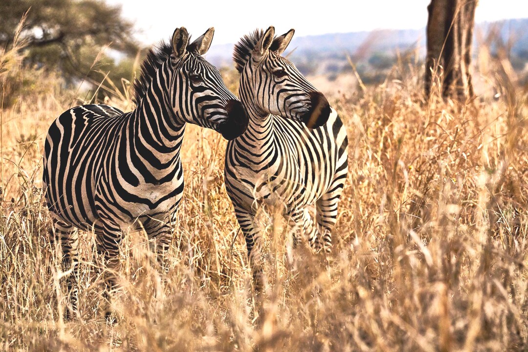 Two Zebras,zebra Portrait Tanzania,safari Wall Art,african Wildlife ...