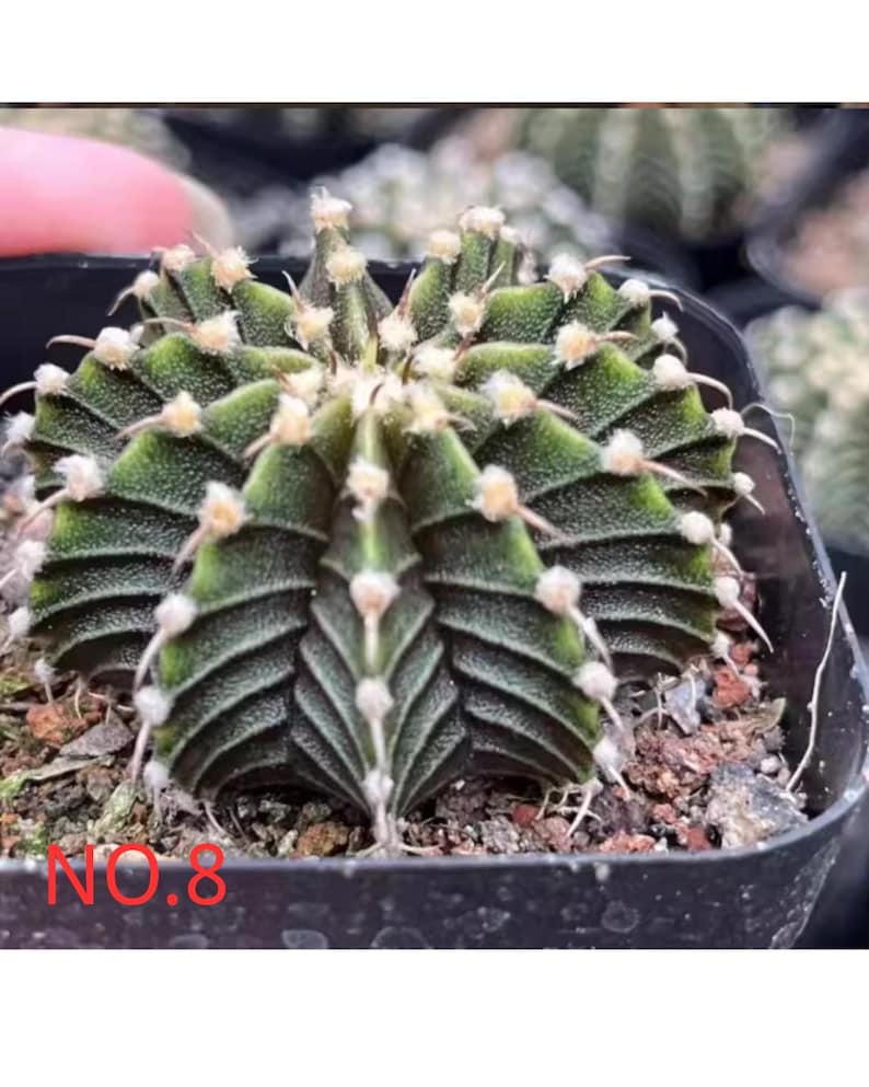 Live Cactus| Rare Mini Succulent Plant | Rooted Round | Approximately 1 ...