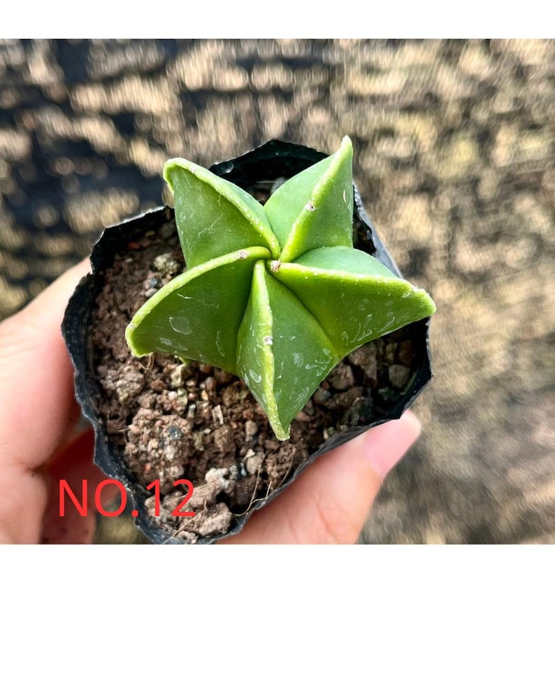 Live Cactus| Rare Mini Succulent Plant | Rooted Round | Approximately 1 ...