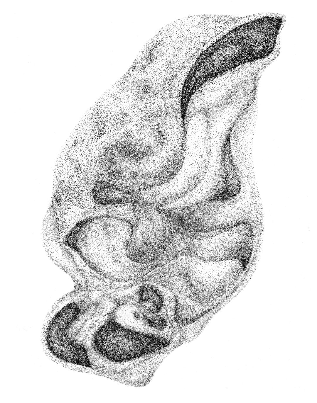 Print Murmuration #4, Pointillism, Stipple, Gallery, Art, Black and ...