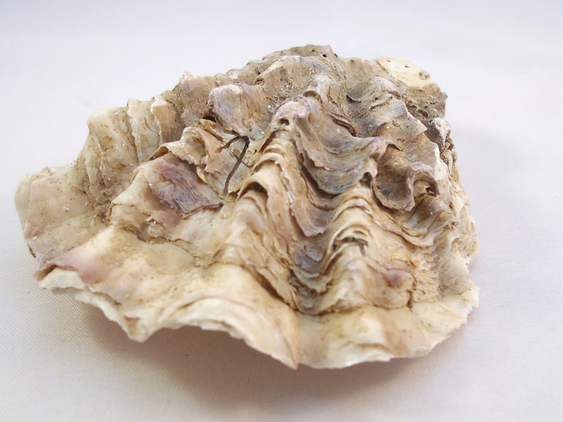 Lake Texoma early Cretaceous oyster - Fossil ID - The Fossil Forum