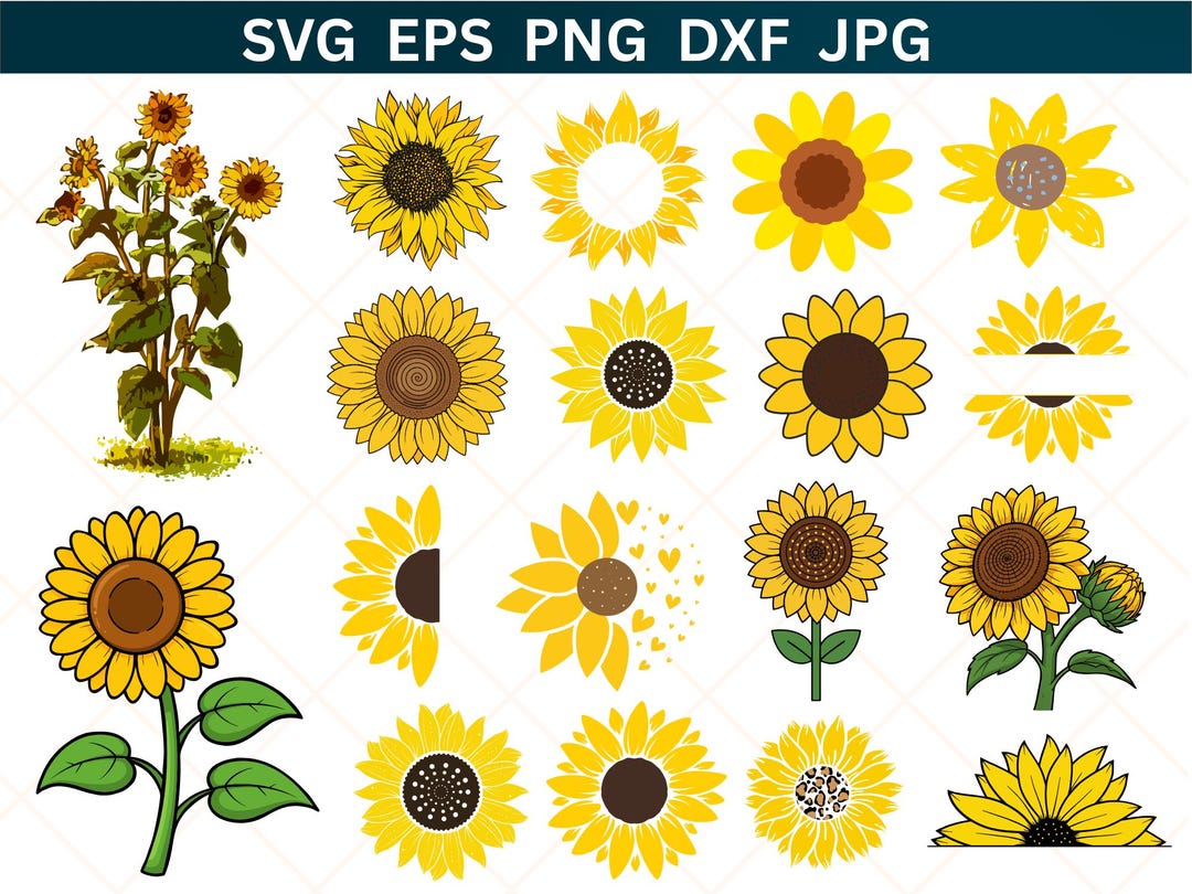 Sunflower SVG Bundle, Floral Vector Graphics, Commercial Use (digital ...