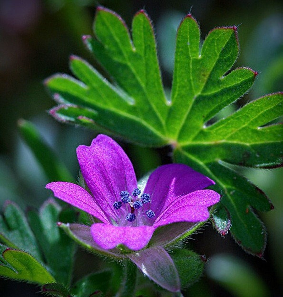 30 Ct Seeds geranium Dissectum Cut-leaved Crane-bill - Etsy