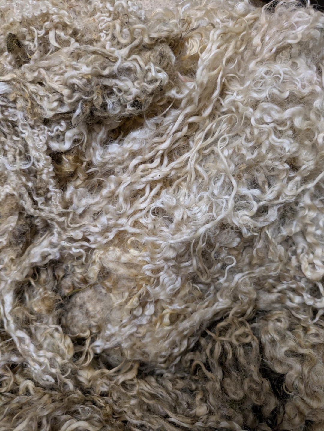 Teeswater First Shear Wool, Unwashed Fiber for Spinning, Felting ...