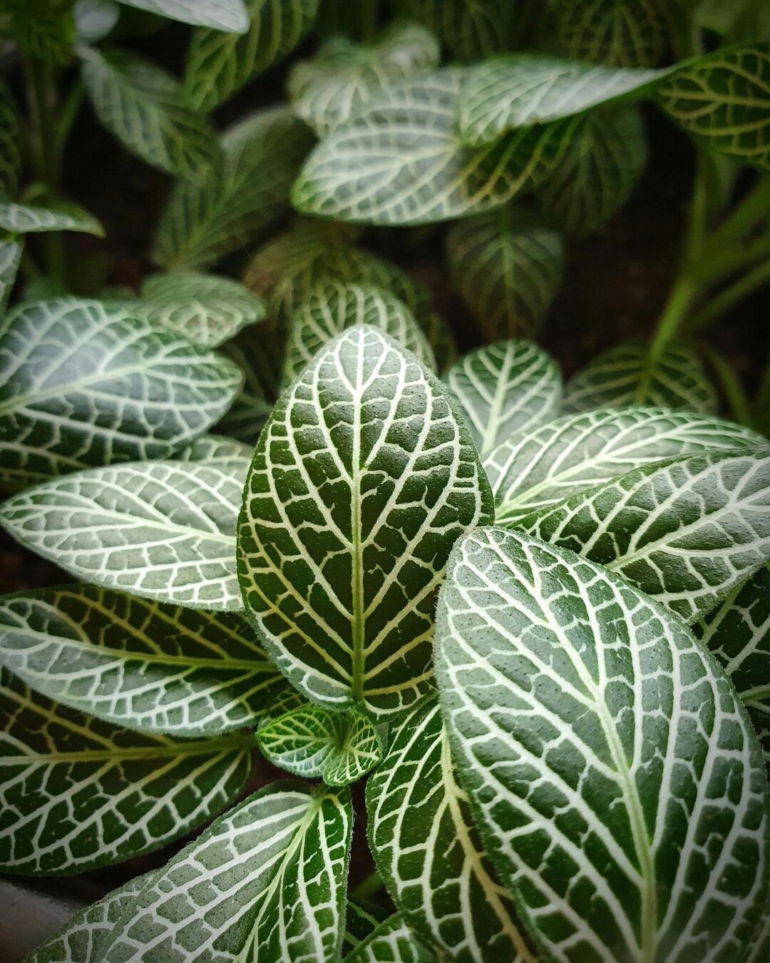 Botanical Archive Print | Green Leaf Wall Art (instant Download, 11x14 ...