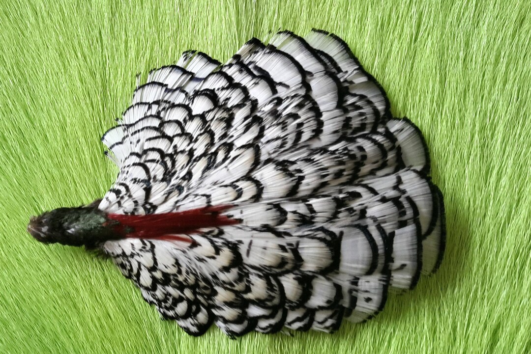 Fly Tying Material. feather. Lady Amherst Cape.. - Etsy