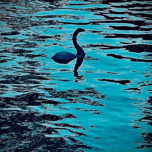 Nessie the Loch Ness Monster Floating Pool Decoration - Etsy