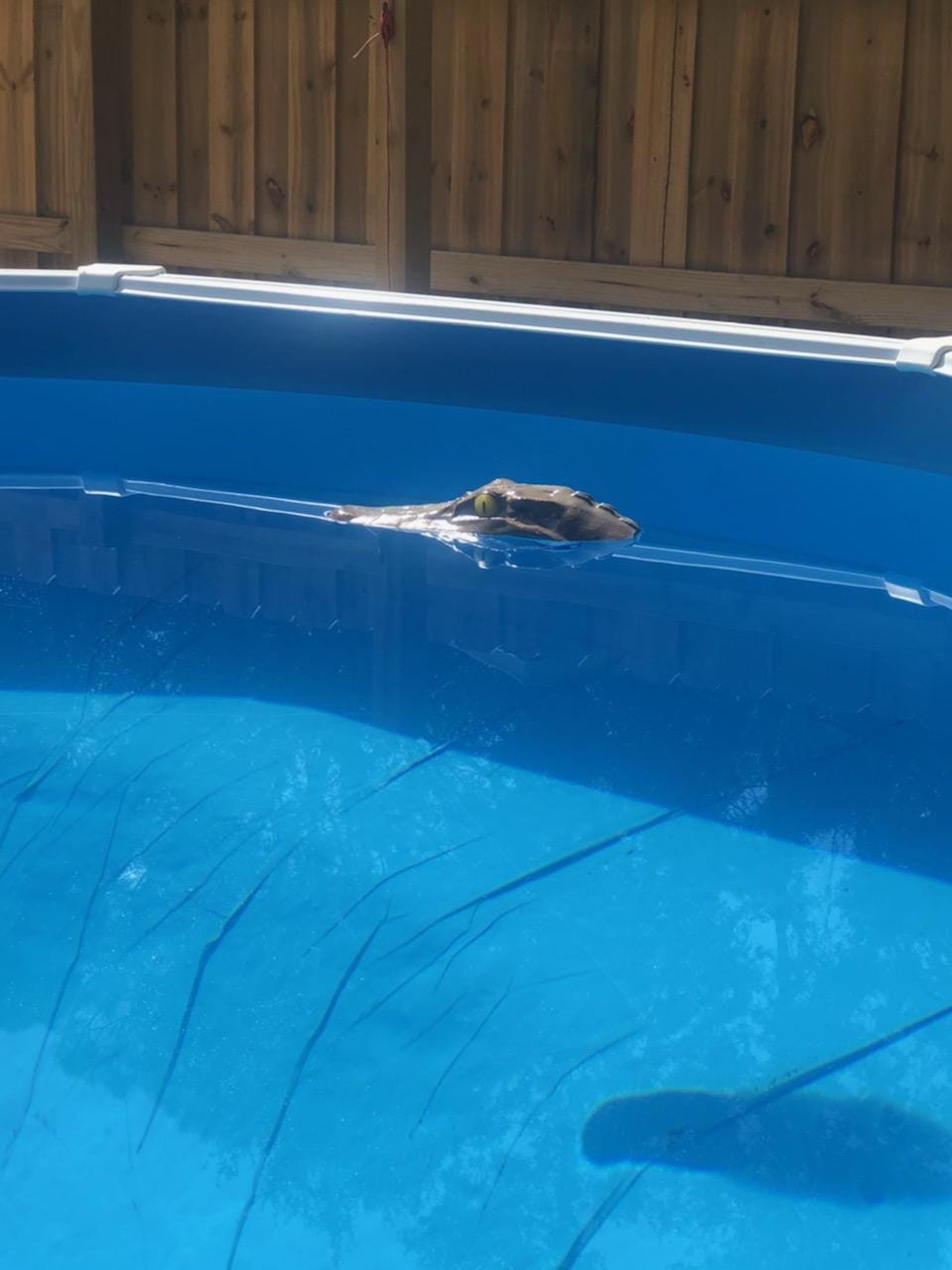 Floating Alligator Pool Thermometer - Etsy