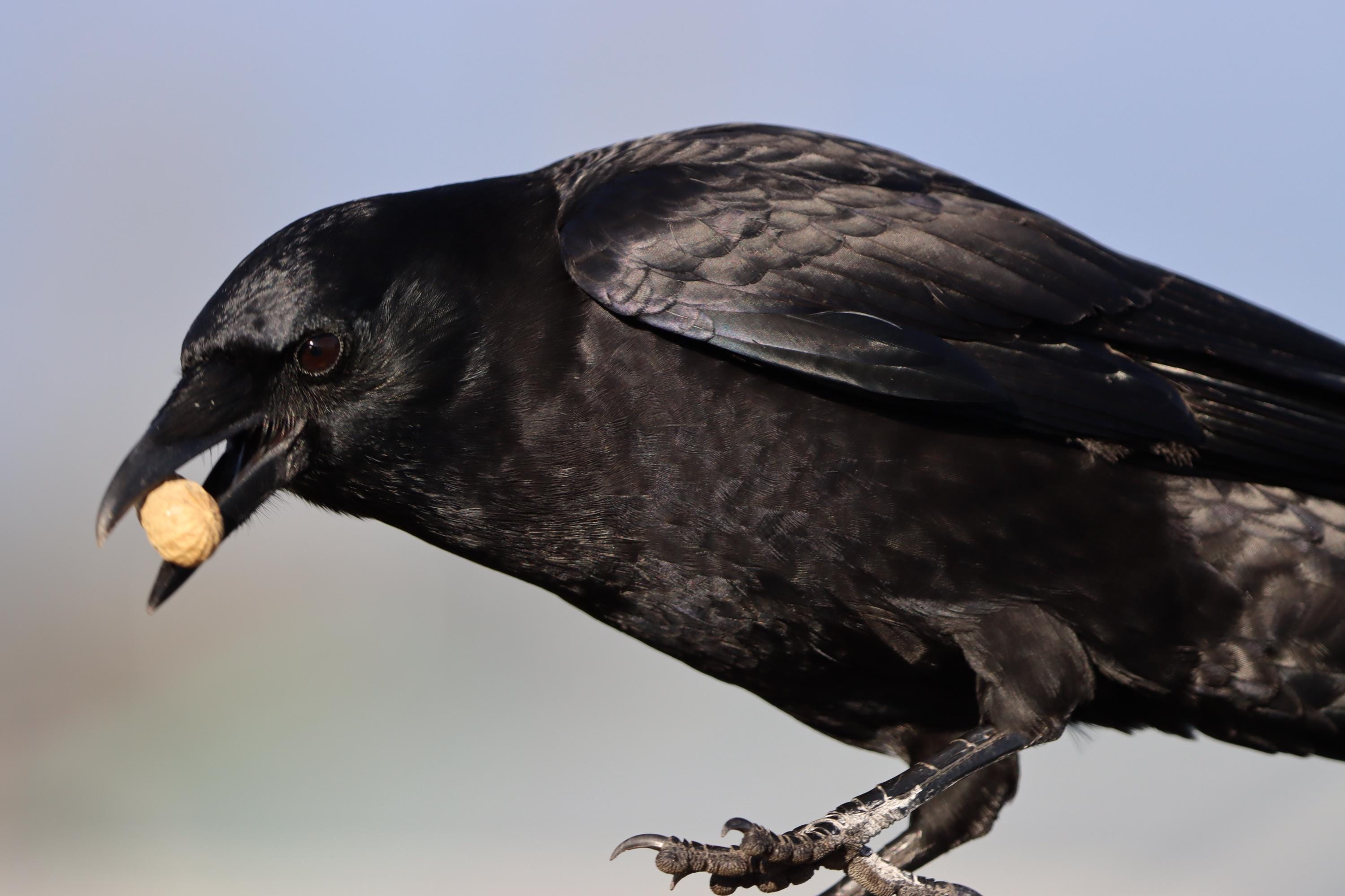 Black Crow Eating A Peanut Digital Download Etsy
