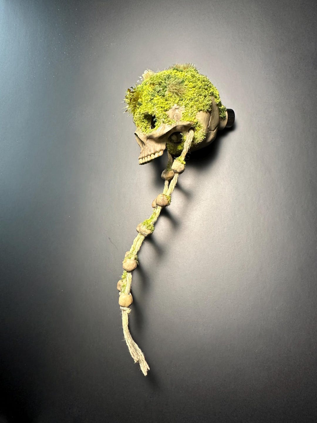 A Jumping Spider Magnetic Handmade Skull Hide With Bone Ladder - Etsy