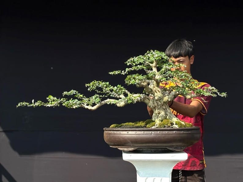 Actual Tree Carmona Retusa Bonsai Tree Medium Size, Outdoor Indoor ...