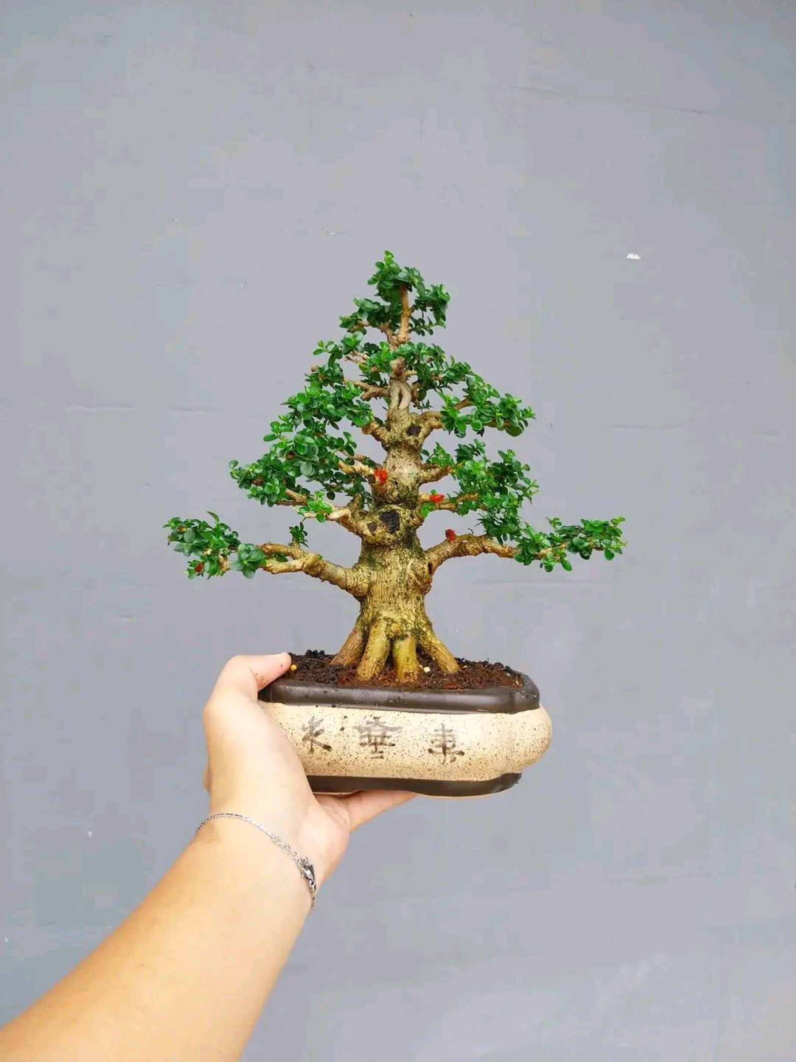 Actual Tree Premna Microphylla Bonsai Tree Chokkan Style | Small Size ...