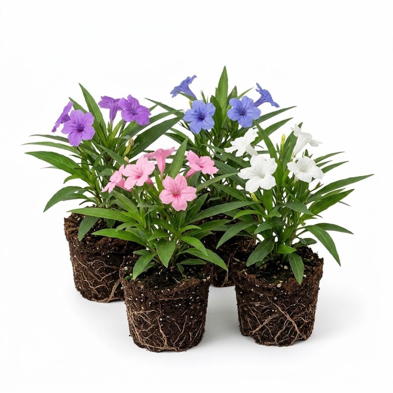 Live Mexican Petunia - Etsy