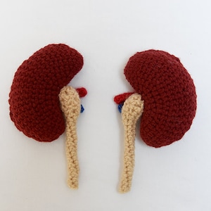 Kidneys Crochet Pattern, Kidney Crochet Pattern, Kidney Amigurumi ...